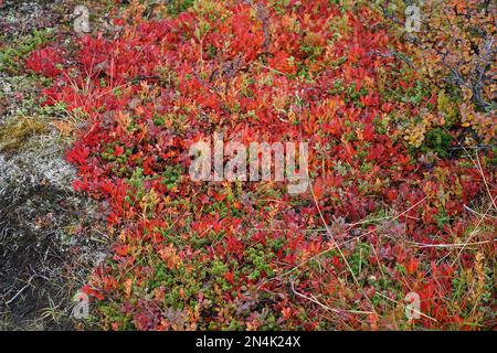 Alpine bearberry in red autumn colours on the ground Stock Photo - Alamy
