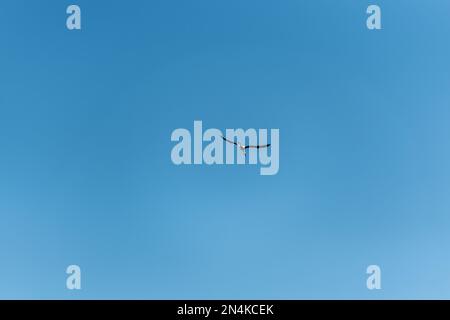 Flamingo flying in air above salt marshes, Isla Cristina, Spain Stock ...