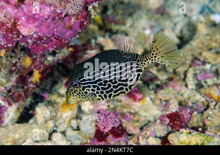 Solar Boxfish, Ostracion solorensis, Maluku Divers House Reef dive site ...