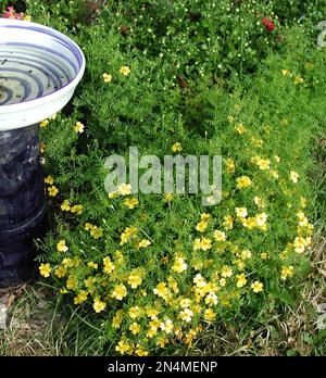 Small species of marigold Stock Photo - Alamy