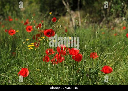 Wild Flanders poppy, Hvar island, Croatia Stock Photo - Alamy