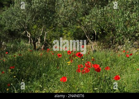 Wild Flanders poppy, Hvar island, Croatia Stock Photo - Alamy