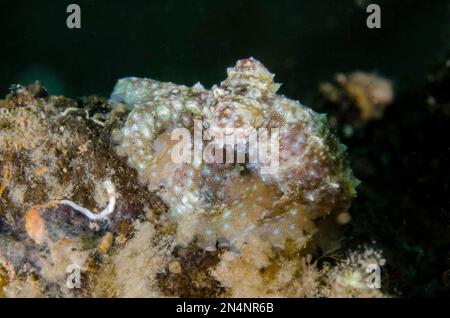 Mototi Octopus, Amphioctopus siamensis, Ghost Bay dive site, Amed ...