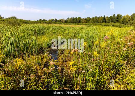Dense wetland vegetation of Bagno Calowanie Swamp wildlife reserve ...