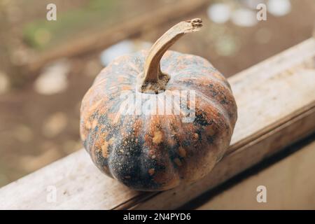 Labu waluh pumpkin (Cucurbita) put on a window bokeh background. This ...