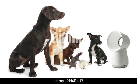 Cute dogs near fan on white background. Summer heat Stock Photo - Alamy