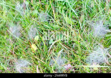 A lot of cobwebs with white frost in the morning on the green grass in ...