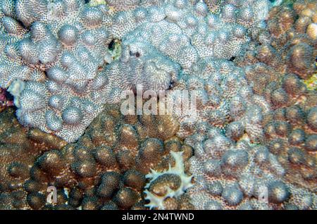Blushing Coral, Cladiella sp, which turns from brown to white when touched, Gili Tepekong dive ...