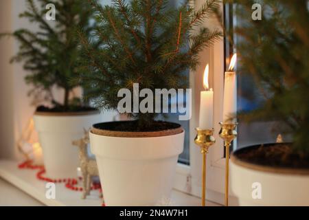 Small potted fir trees and burning candles on window sill indoors Stock ...