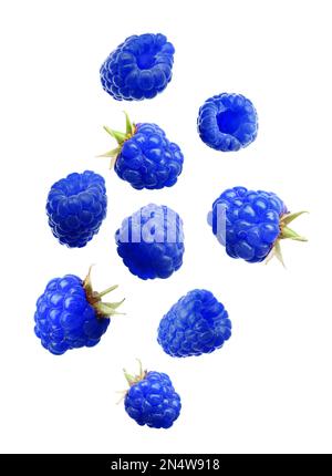 Falling fresh tasty blue raspberries on white background Stock Photo ...