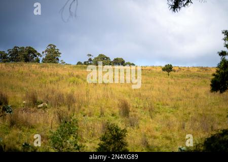 Australian bush. native forest and plantation Stock Photo - Alamy