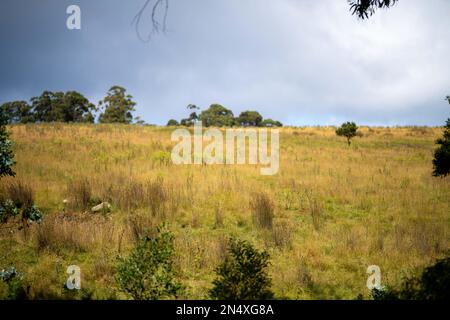 Australian bush. native forest and plantation Stock Photo - Alamy