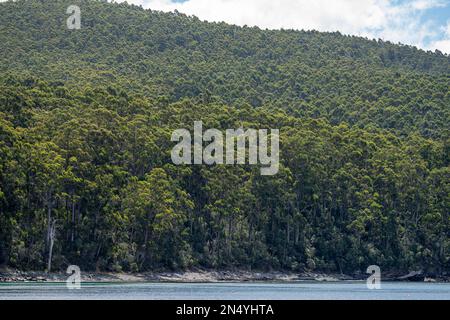 Australian bush. native forest and plantation Stock Photo - Alamy