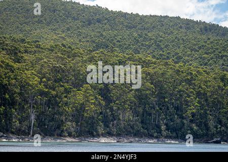 Australian bush. native forest and plantation Stock Photo - Alamy