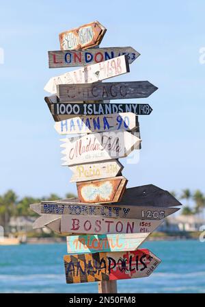 Huge big brown owl eye butterfly on a tree branch green background ...