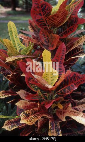 Codiaeum variegatum (fire croton, garden croton, or variegated croton ...