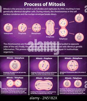 Process of mitosis phases with explanations illustration Stock Vector Image & Art - Alamy