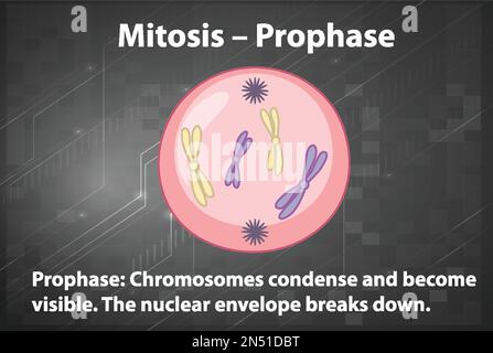 Process of mitosis metaphase with explanations illustration Stock Vector Image & Art - Alamy