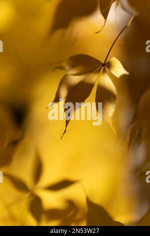 A vertical shot of a beautiful tree with yellow foilage in a Redwood ...