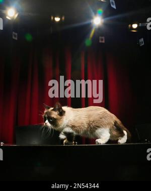 Grumpy Cat Job Interview