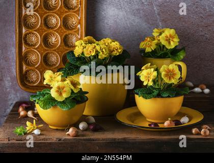 Easter concept. Primrose Primula with yellow flowers in flowerbed in ...