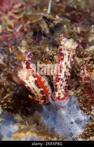 Pair of Spotted Hypselodoris Nudibranches, Hypselodoris maculosa ...