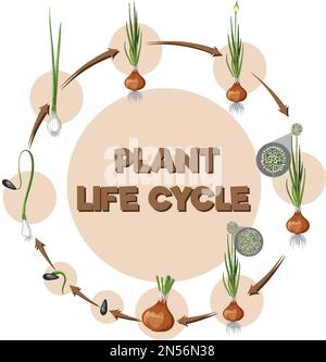 Diagram showing onion life cycle illustration Stock Vector Image & Art ...