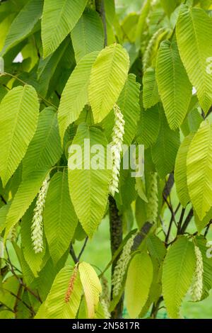 Pale green catkins of Carpinus fangiana / monkeytail hornbeam / Fang's ...