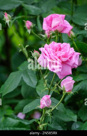 Blooming pink Rose (Rosa Stock Photo - Alamy