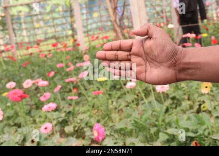 gerbera flower farm with finger sign for harvest and deaf are cash ...