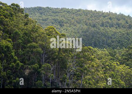 Australian bush. native forest and plantation Stock Photo - Alamy