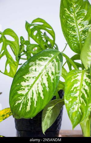 Monstera adansonii , ficus and other tropical plants, ever green ...