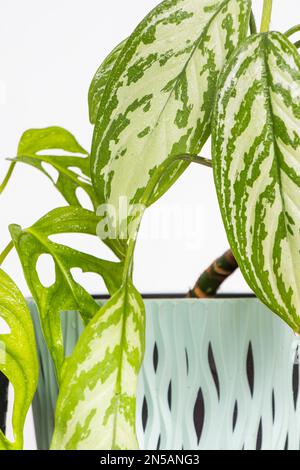 Monstera adansonii , ficus and other tropical plants, ever green ...