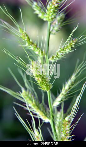 Barnyardgrass or Japanese millet Echinochloa crus galli flower spikes ...