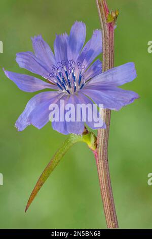 Common Chicory (Cichorium intybus), Bavaria, Germany, Europe Stock ...