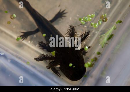An Axolotl, also known as the Mexican Walking Fish, is a hardy and very ...