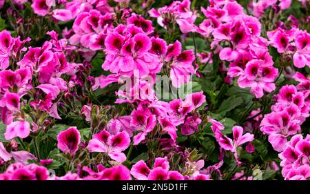 Bright pink flowers of royal geranium in flower pots in a greenhouse ...