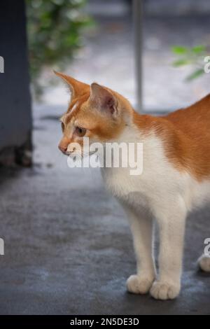 A vertical shot of the white and ginger Egyptian mau cat (Felis catus ...