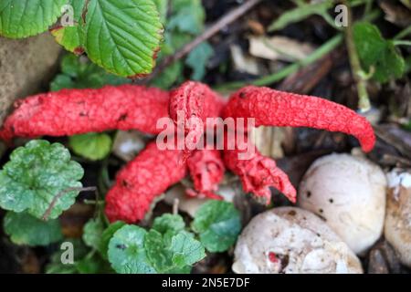 Devil’s fingers fungus with red colour and strong and unpleasant smell ...