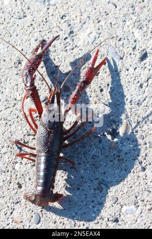 Red American crayfish in the Zuidplaspolder where they cause nuisance ...
