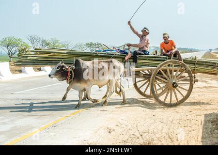 Traditional two-wheeled ox carts near Bagan. They belong to the ...