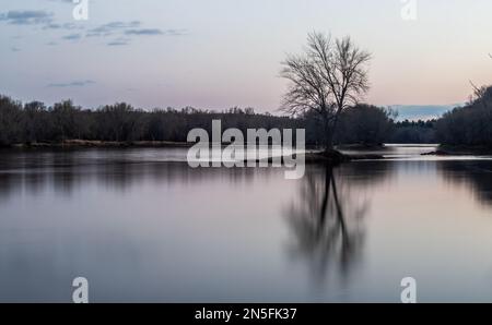 Lone Tree growing in the St. Croix River at twilight showing off its ...