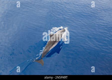 This is the back of a dolphin moving near the surface of sea water ...