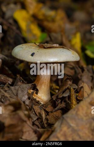 deadly cortinarius orellanus mushroom. Against the background of autumn ...