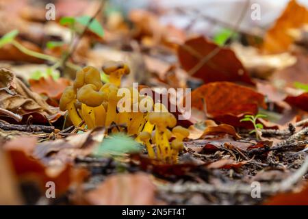 Jelly babies, Leotia lubrica growing in wet environment Stock Photo - Alamy
