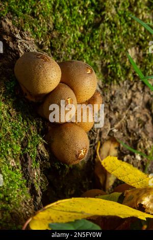 Forest fungus. Common puffball mushroom - Lycoperdon perlatum - growing ...