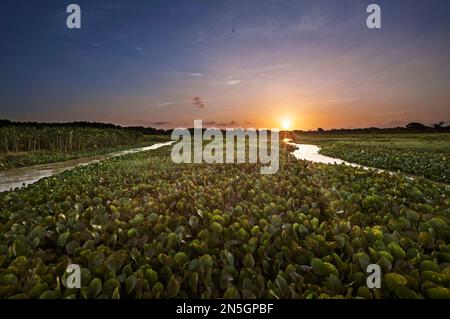 Water hyacinth, Floating plant growing in a water tank, path wooden ...