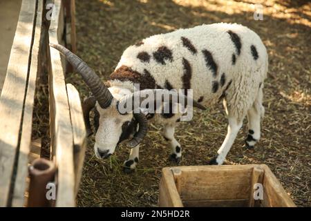 Beautiful Manx Loaghtan sheep in yard. Farm animal Stock Photo - Alamy
