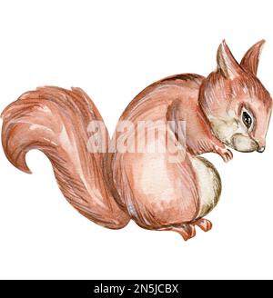 Hand drawn watercolor squirrel. Watercolor hand draw fairy tale ...