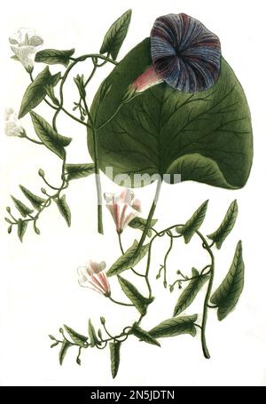 Botanik, Pflanze, Convolvulus major, Winde, Pflanzengattung aus der ...